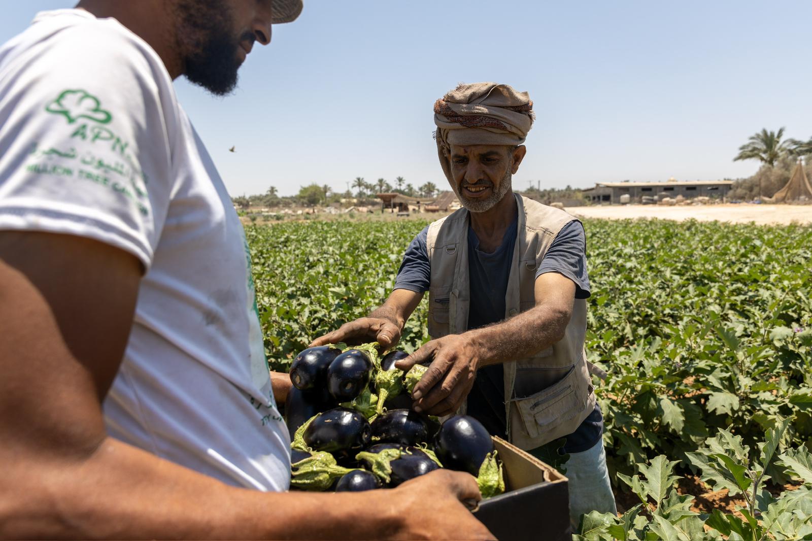 Supporting Palestinian families displaced by conflict in Gaza & West Bank